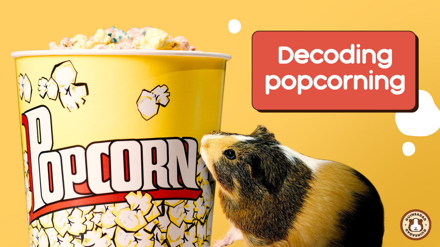 Decoding Popcorning: When and Why Guinea Pigs Show Their Happy Dance ...