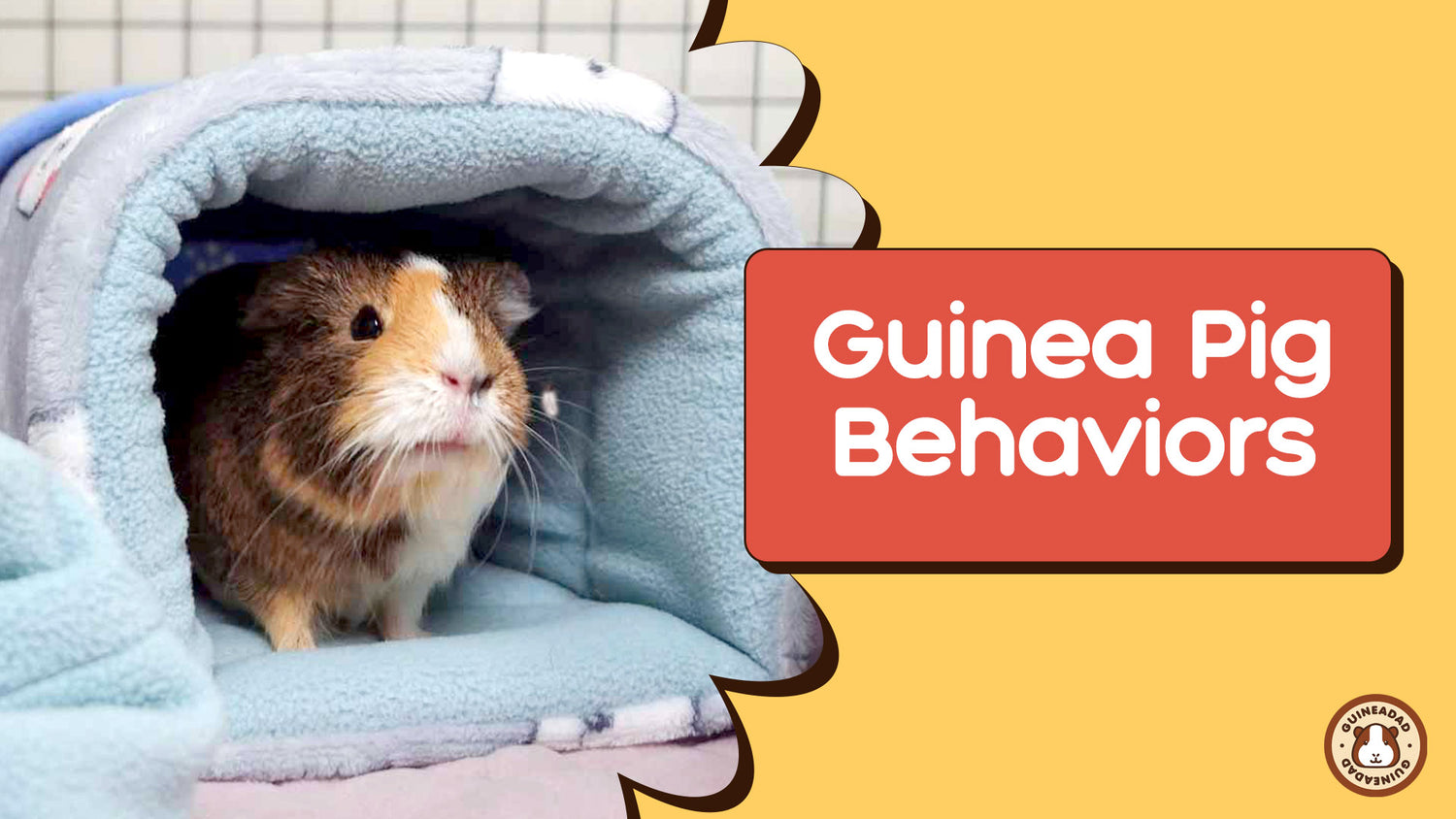 Hiding and Skittish Behavior: The Intriguing Behavior of Guinea Pigs ...