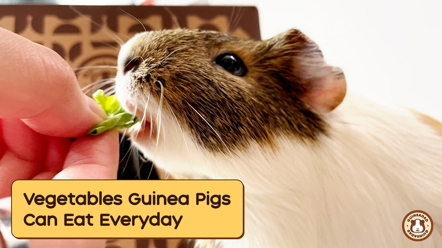 Guinea Pig's Green Delights: A Guide to Daily Vegetable Treats – GuineaDad