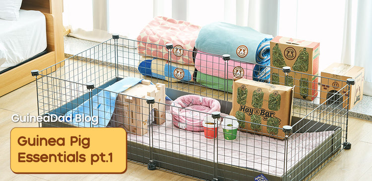 Guinea Pig Essentials: What Do Guinea Pigs Need In Their Cage? Pt. 1 – GuineaDad
