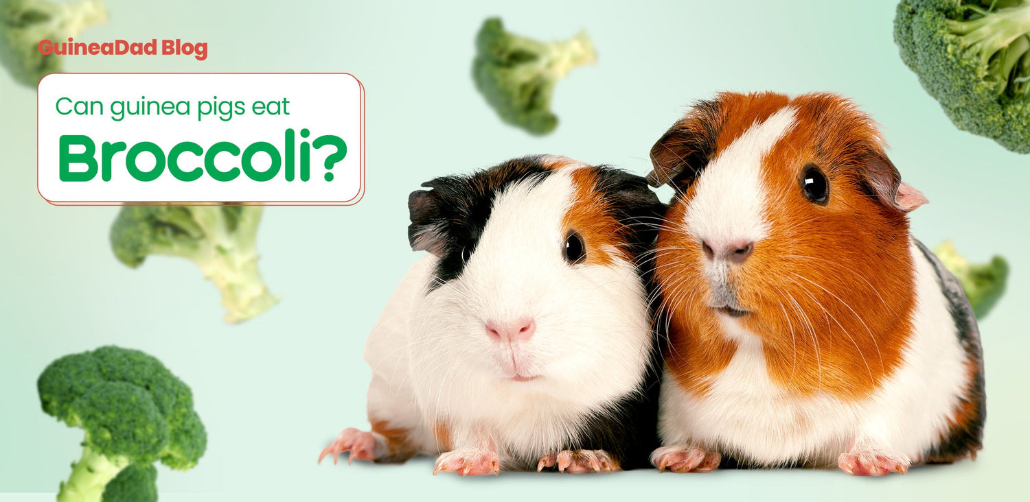 Can Guinea Pigs Eat Broccoli? - GuineaDad