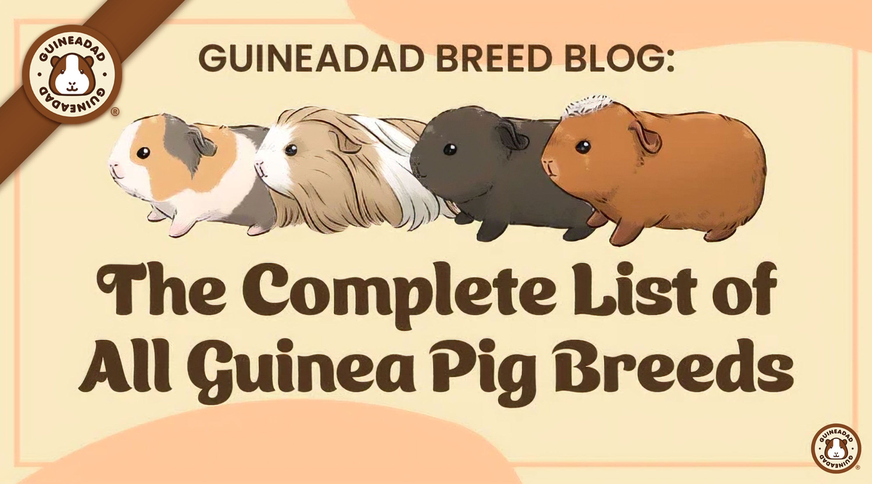 The Complete List of All Guinea Pig Breeds! | GuineaDad