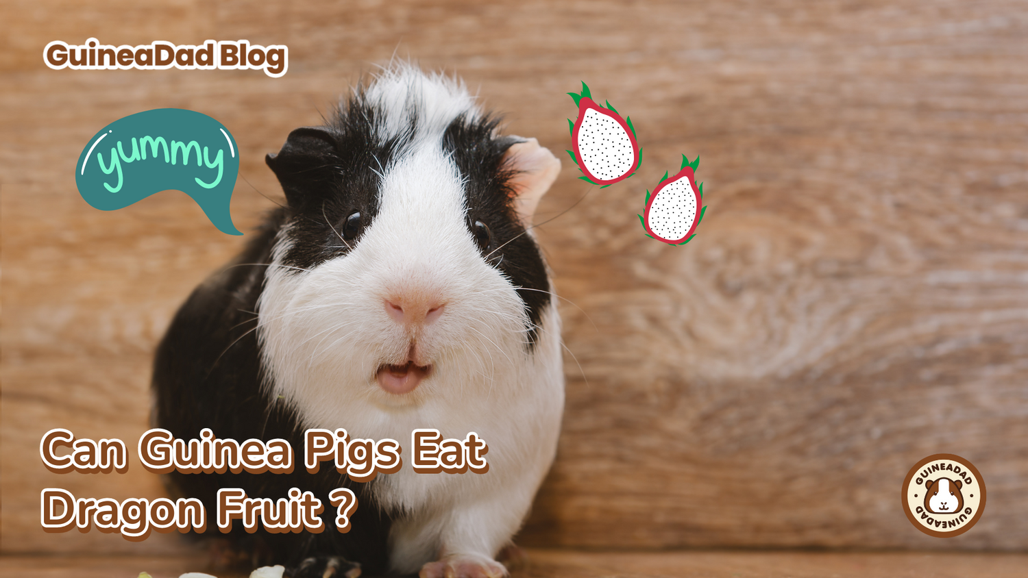 Can guinea pigs eat dragon fruit? (2023 Update!) – GuineaDad