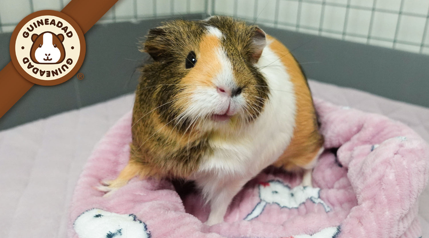 Top Tips for a Happy Guinea Pig: Playtime and Health | GuineaDad