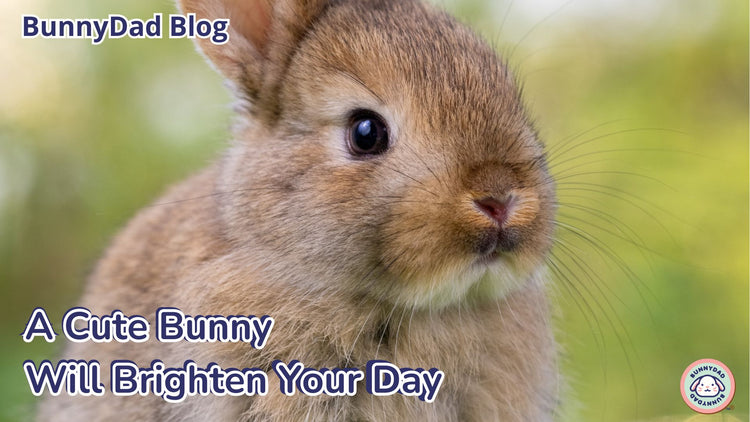 A Cute Bunny Will Brighten Your Day – GuineaDad
