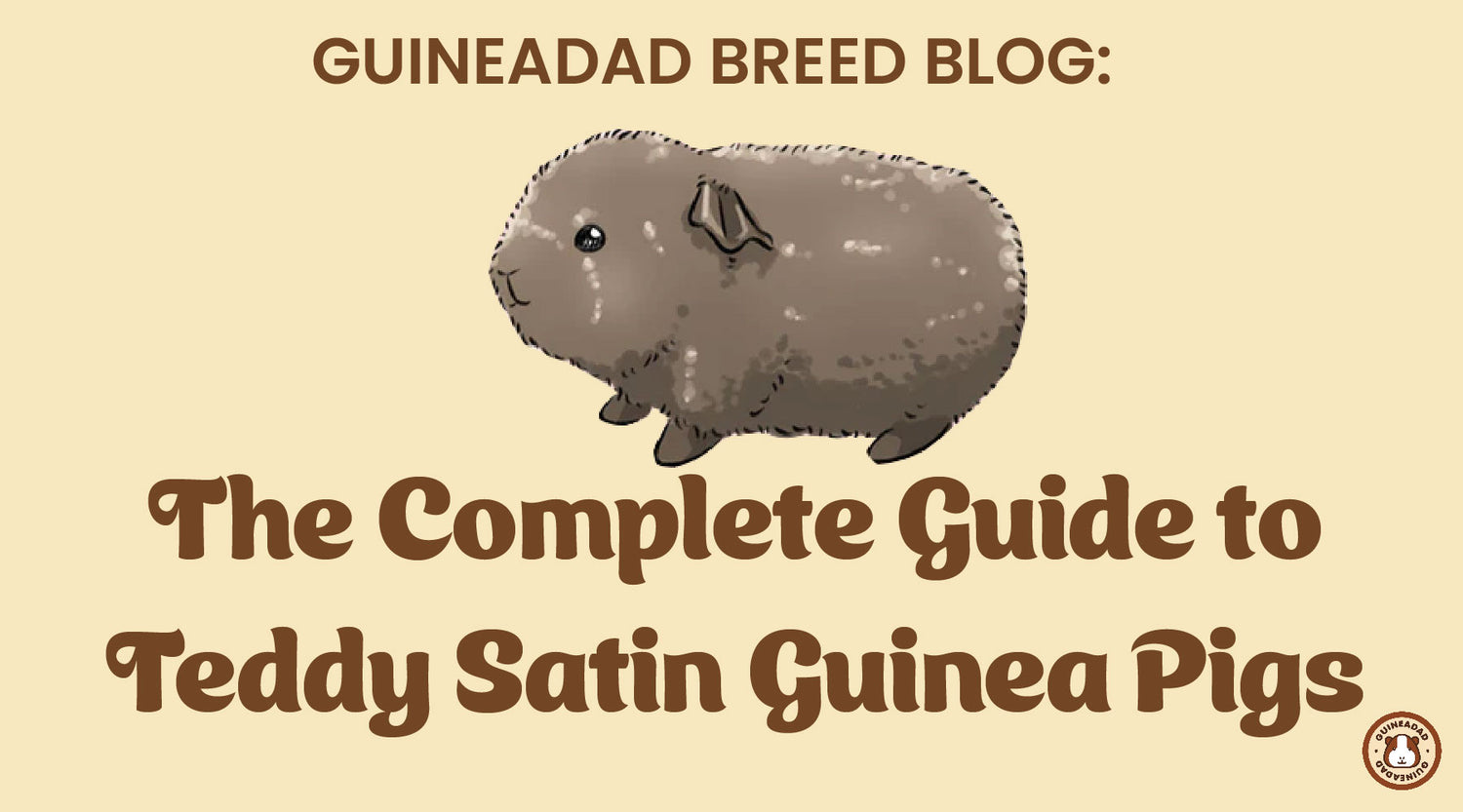 The Complete Guide to Teddy Satin Guinea Pigs – GuineaDad