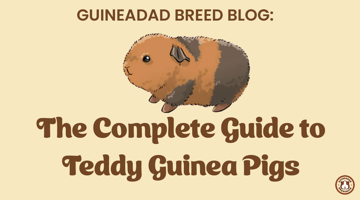 The Complete Guide to Teddy Guinea Pigs – GuineaDad