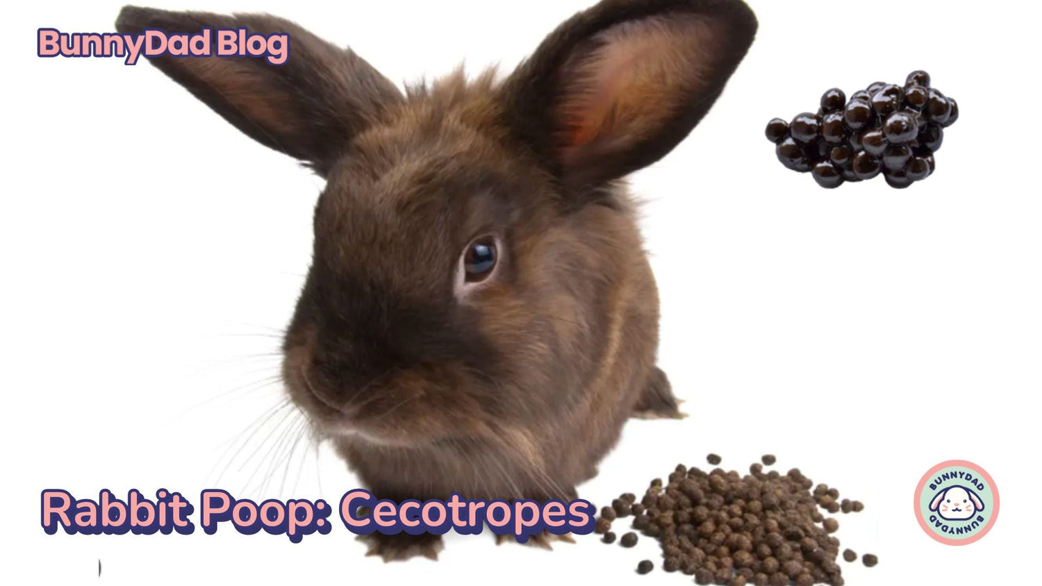 Rabbit Poop: Cecotropes – GuineaDad