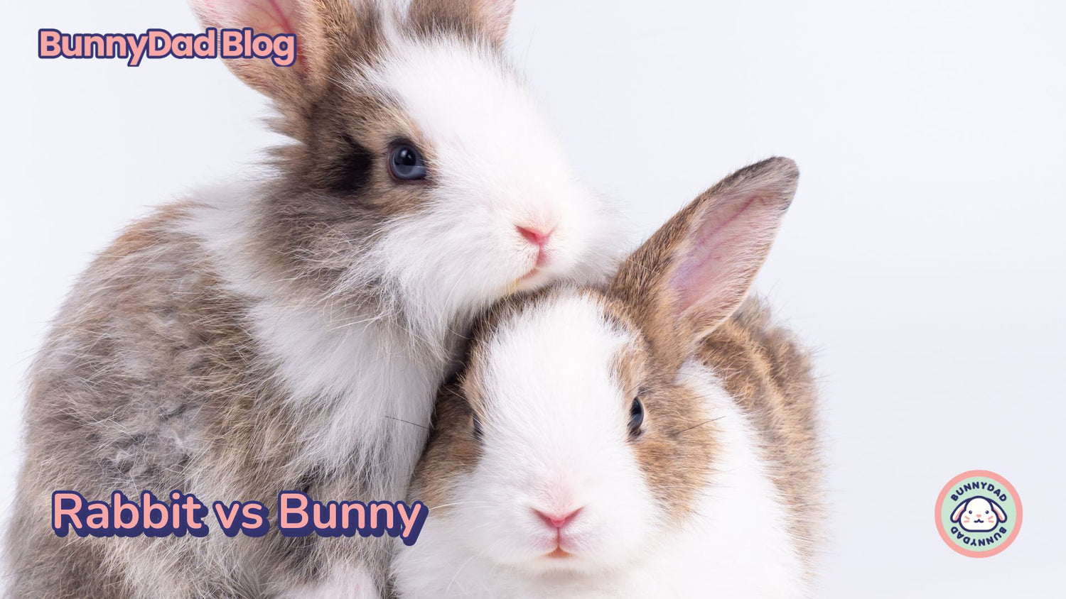 Rabbit vs Bunny – GuineaDad