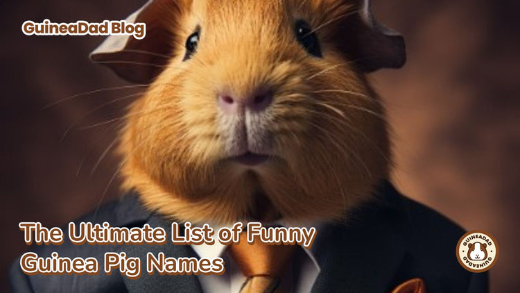 The Ultimate List of Funny Guinea Pig Names | GuineaDad