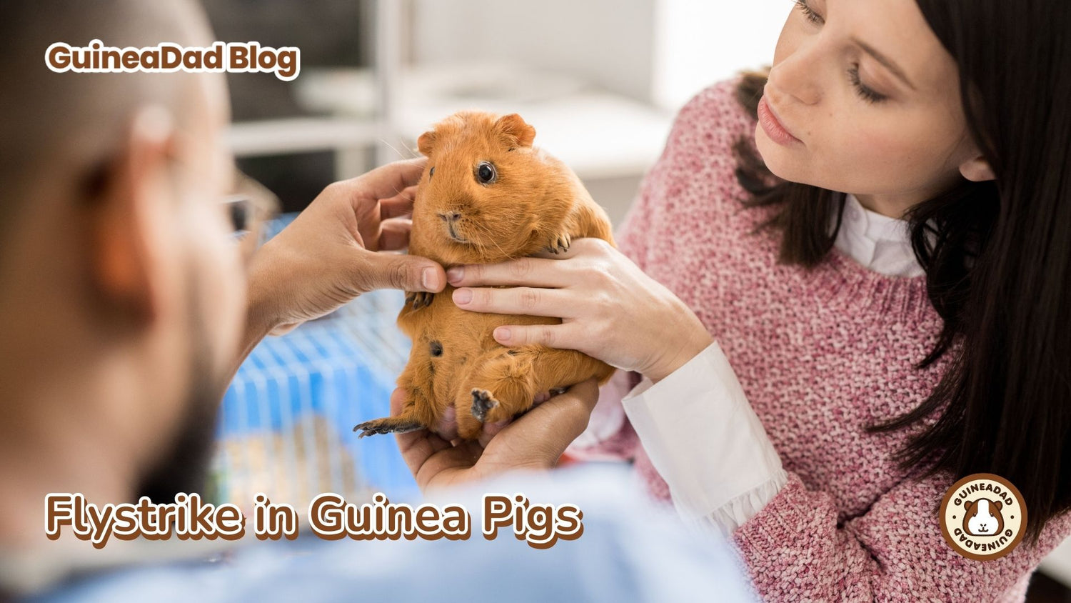 Flystrike in Guinea Pigs – GuineaDad