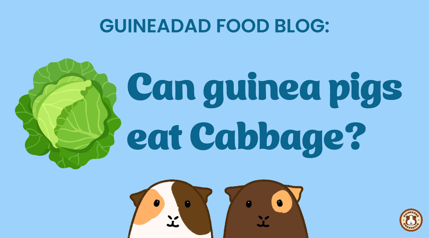 GuineaDad Food Blog: Can guinea pigs eat cabbage?