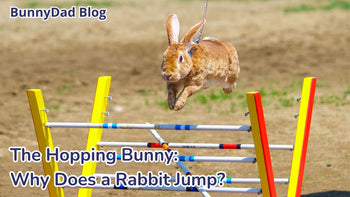 The Hopping Bunny: Why Does a Rabbit Jump? – GuineaDad
