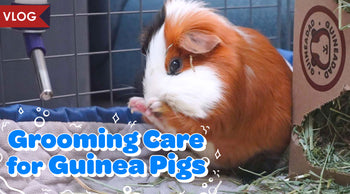 Grooming Care for Guinea Pigs – GuineaDad
