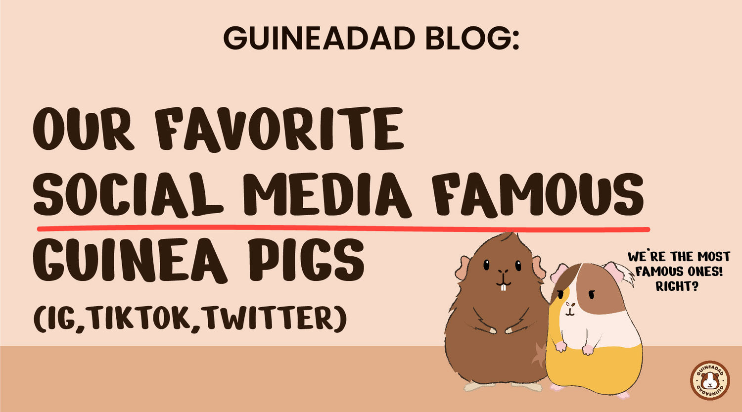 Our favorite social media famous guinea pigs – GuineaDad