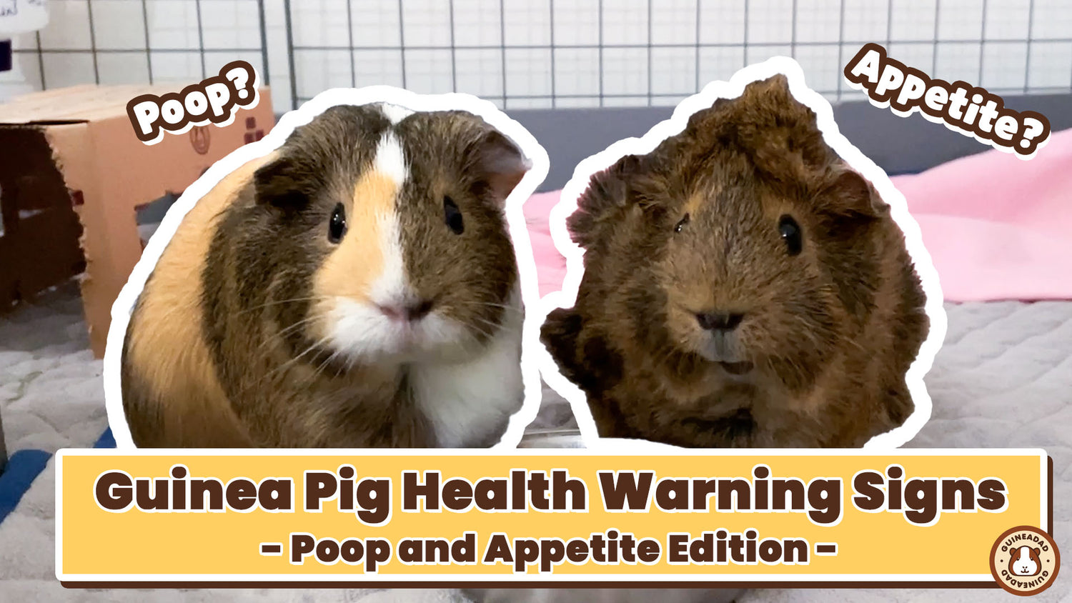 Don't Ignore These Guinea Pig Health Warning Signs: Poop and Appetite ...