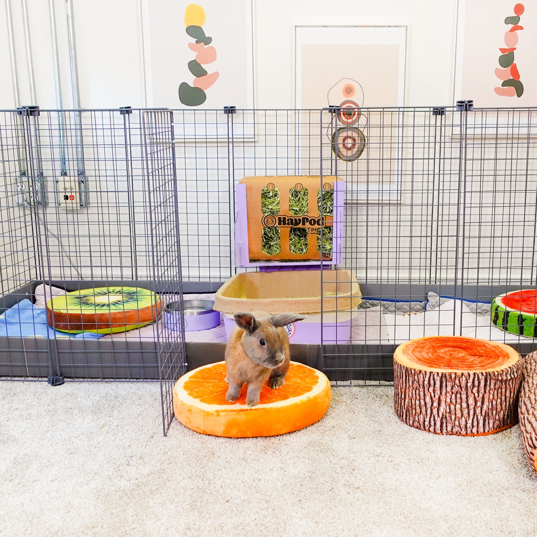 Bunny Dad – GuineaDad