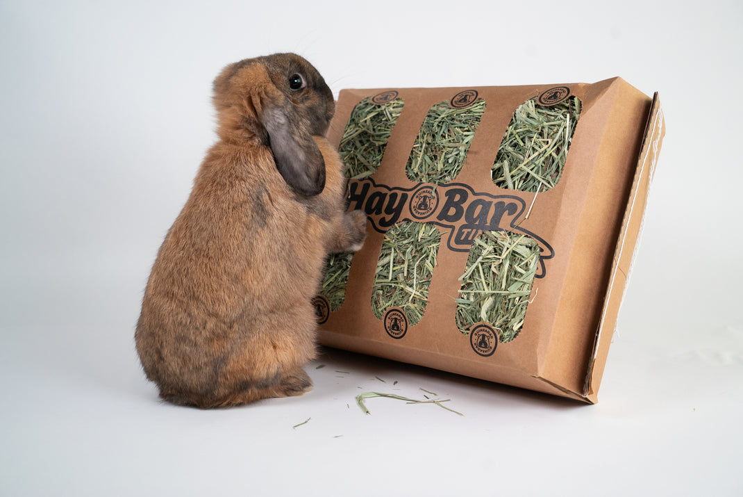 BunnyDad - Timothy Hay Pod for Rabbits (5 Pack) – GuineaDad