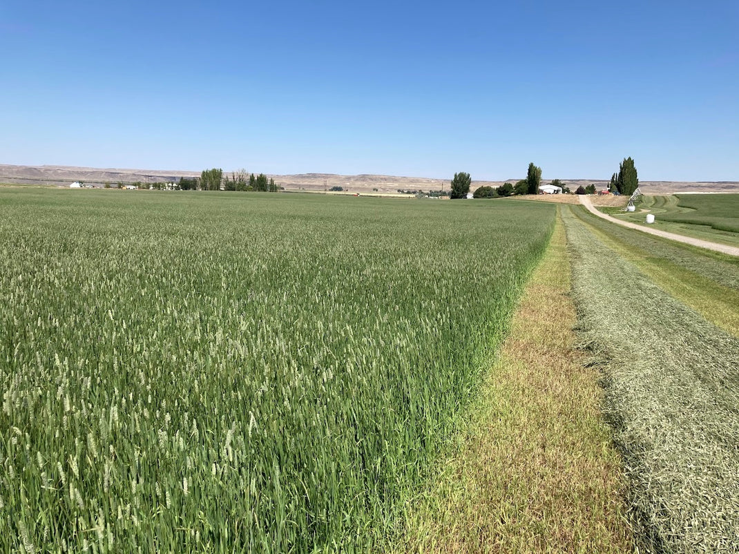 BunnyDad - Timothy Hay Pod for Rabbits (5 Pack) – GuineaDad