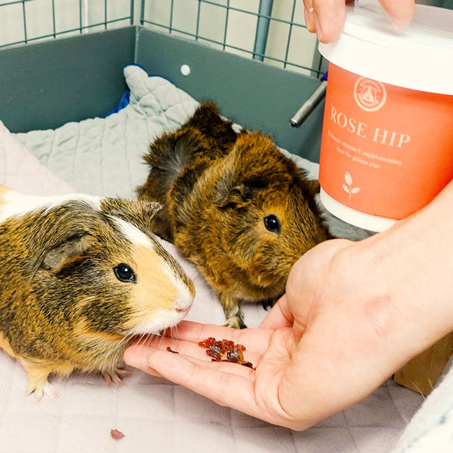 Guinea Pig Pea Flakes - Pea Chips for Guinea Pigs - GuineaDad