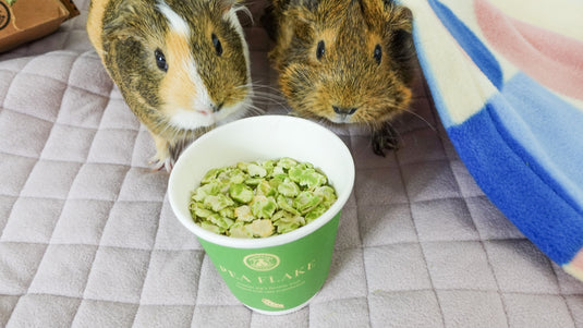Guinea Pig Pea Flakes - Pea Chips for Guinea Pigs - GuineaDad